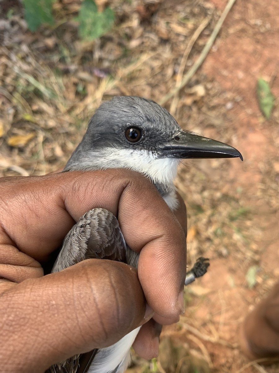 eBird Checklist - 30 Mar 2023 - Dr Carter Vet - 15 species
