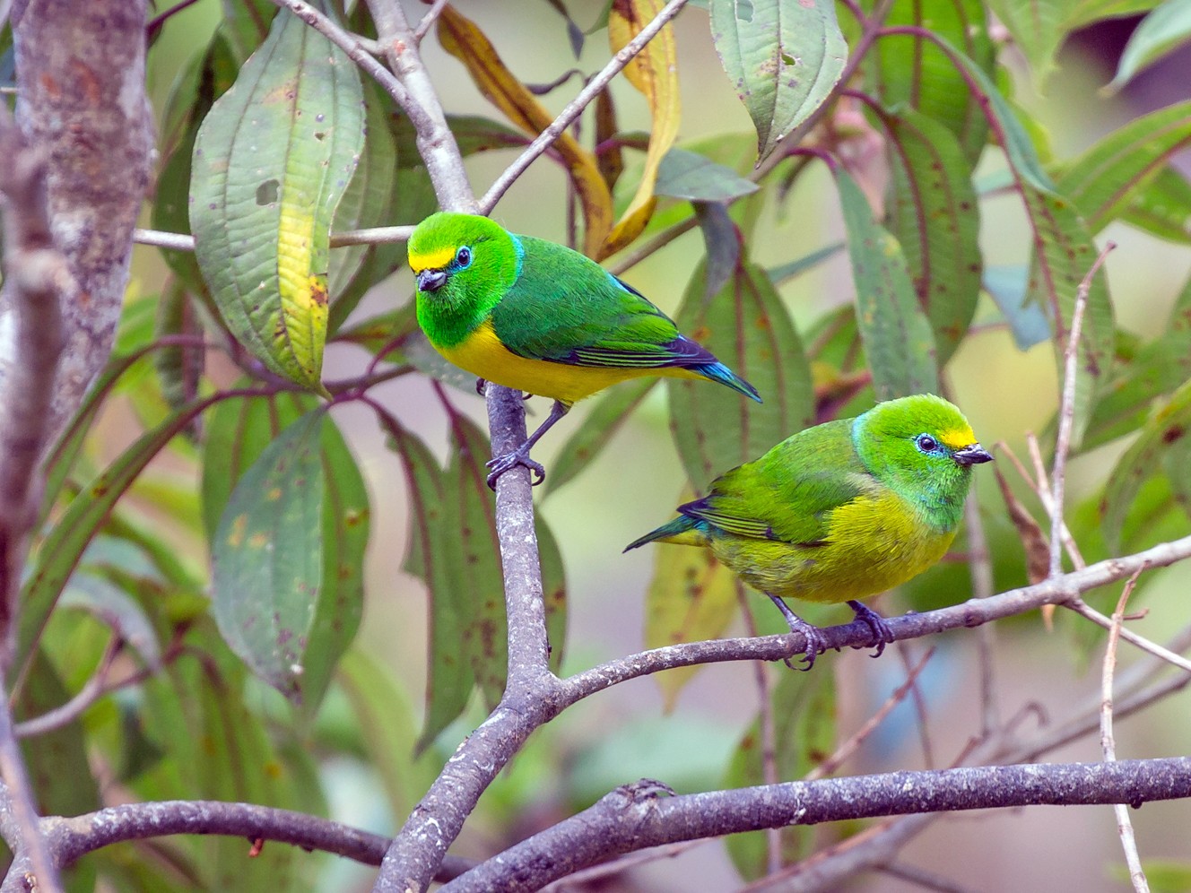 Blue-naped Chlorophonia - eBird