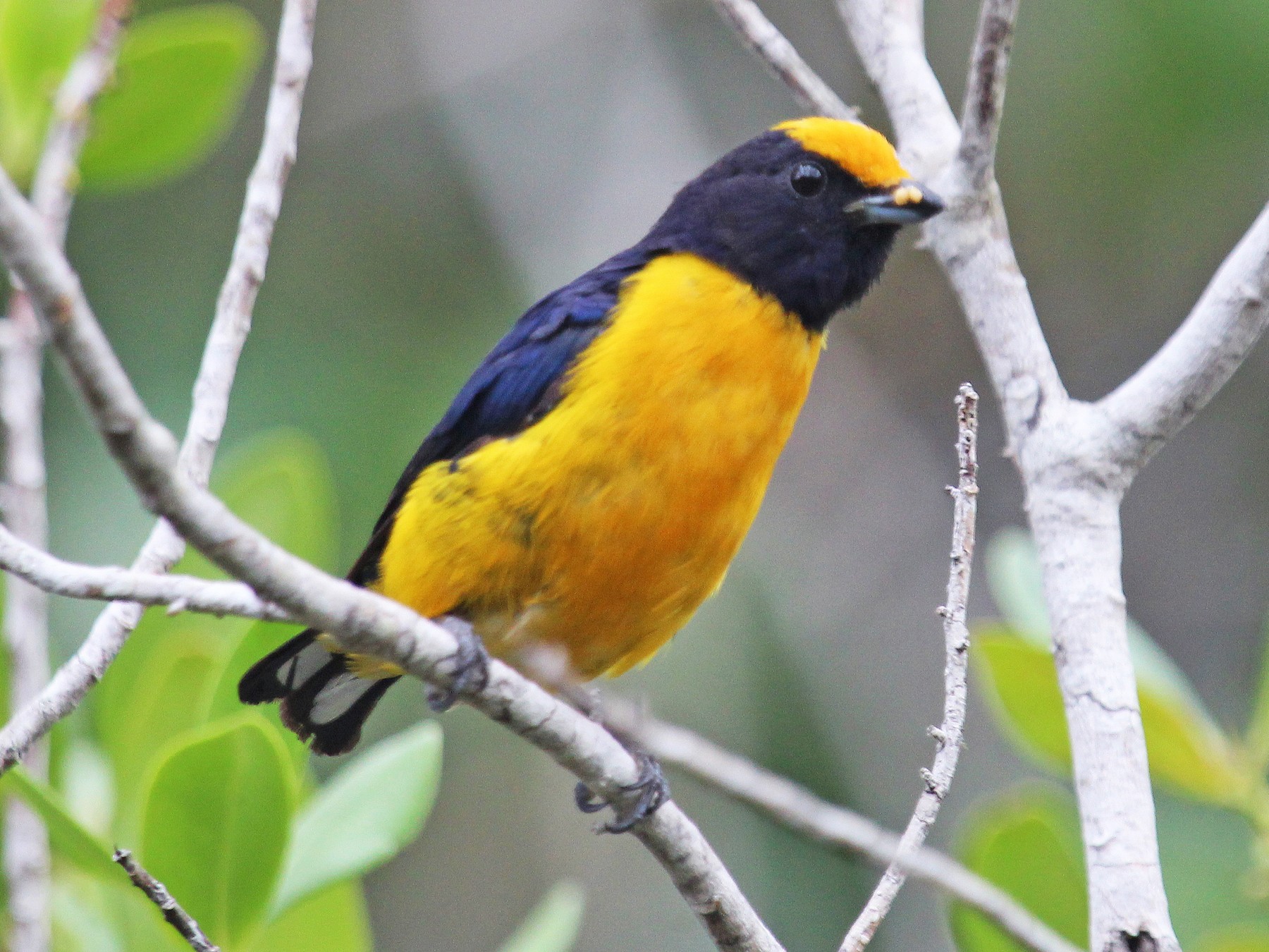Orange-bellied Euphonia - eBird