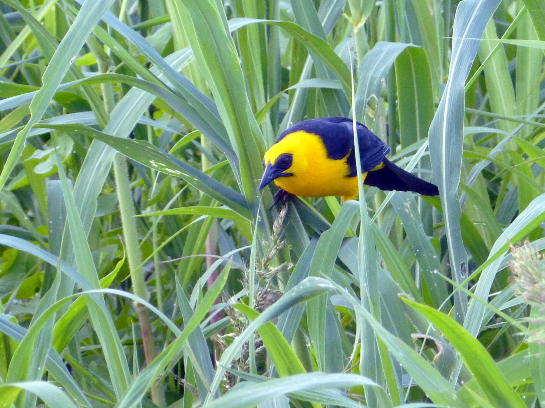 Oriole Blackbird - eBird