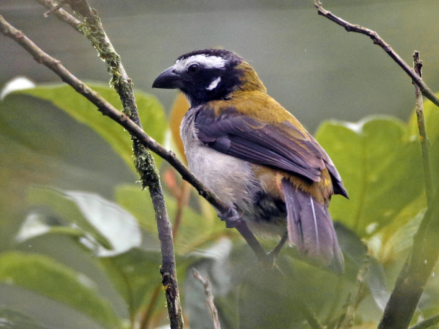 Black-winged Saltator - eBird