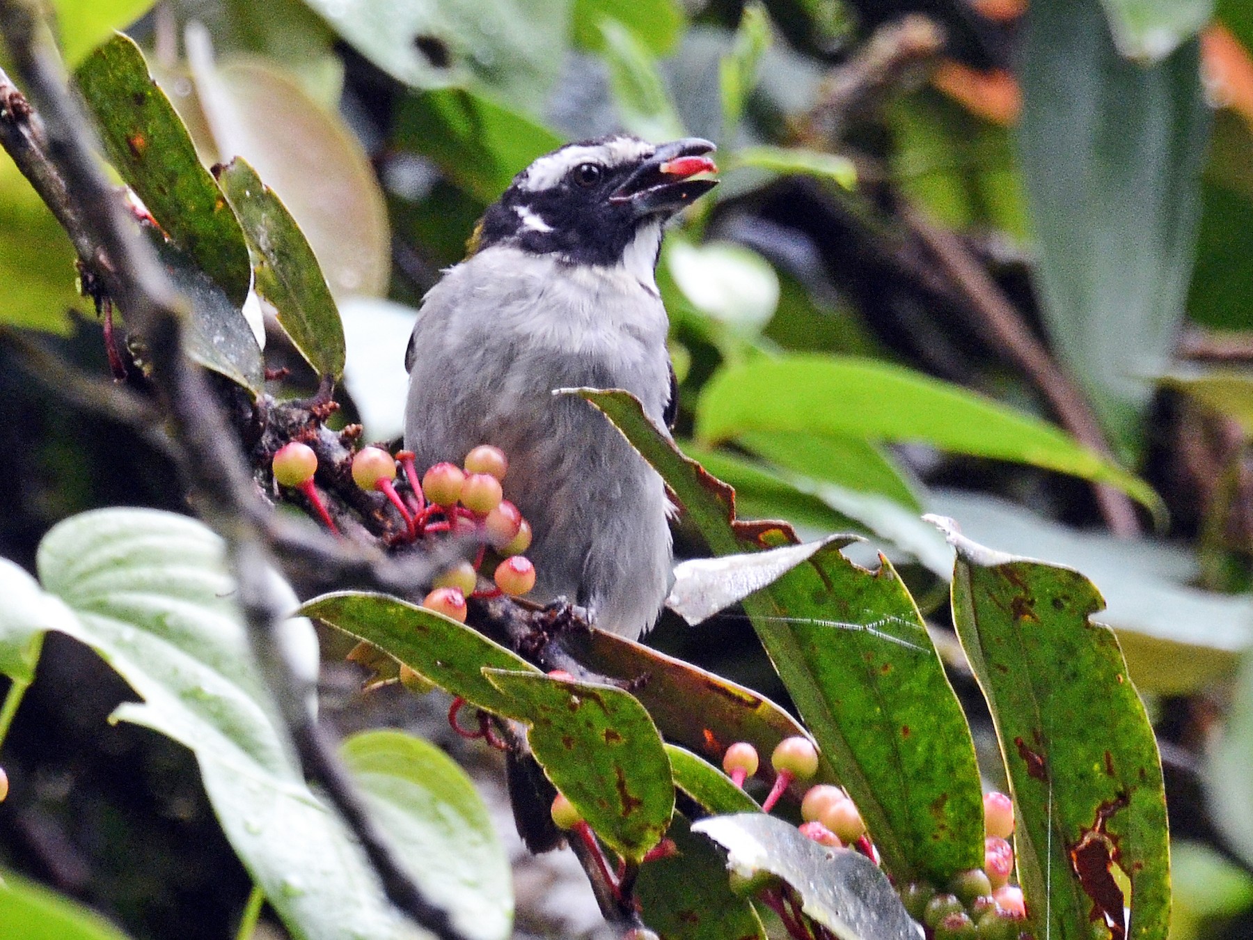 Black-winged Saltator - eBird