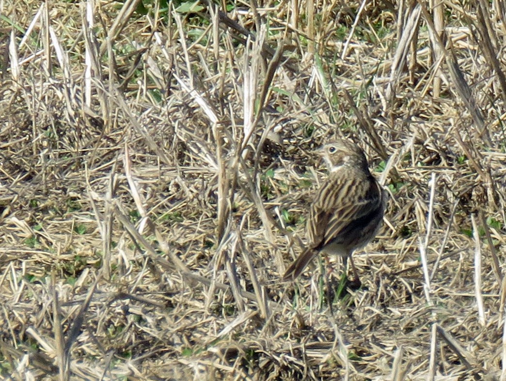 Maryland-DC Breeding Bird Atlas Checklist - 30 Mar 2023 - Alpha Ridge ...