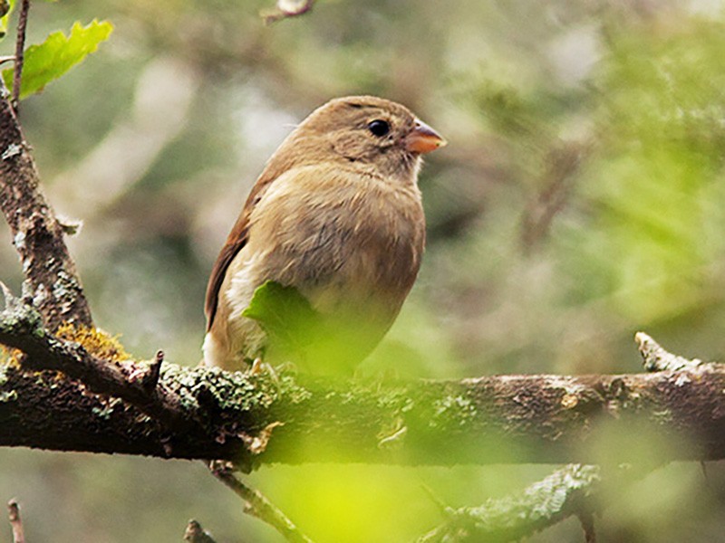 Dull-colored Grassquit - eBird
