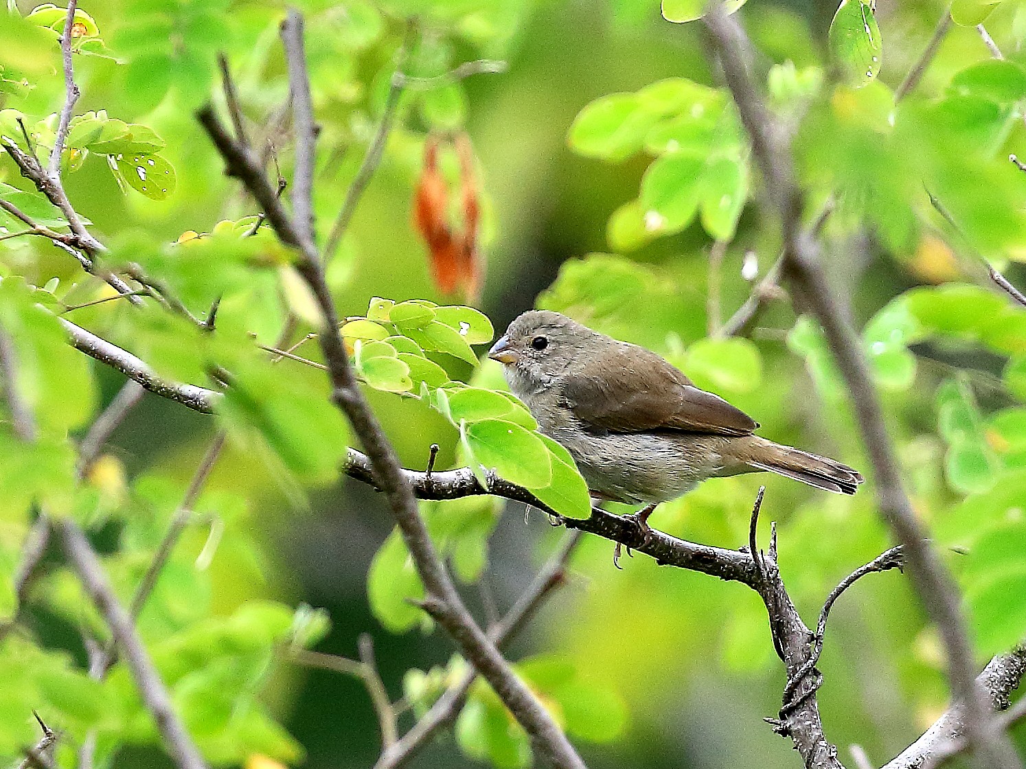 Dull-colored Grassquit - eBird