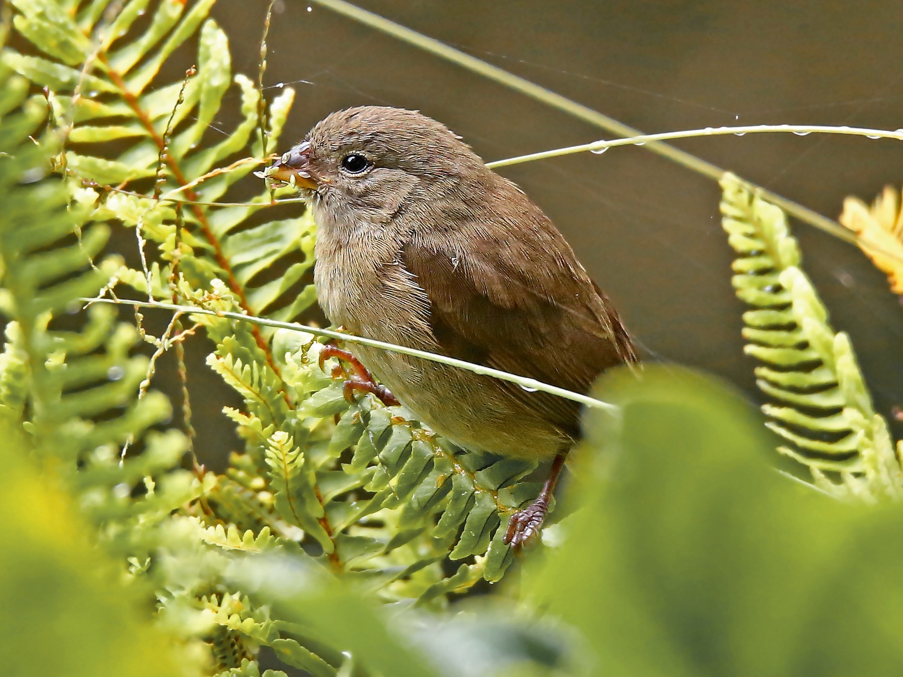 Dull-colored Grassquit - eBird