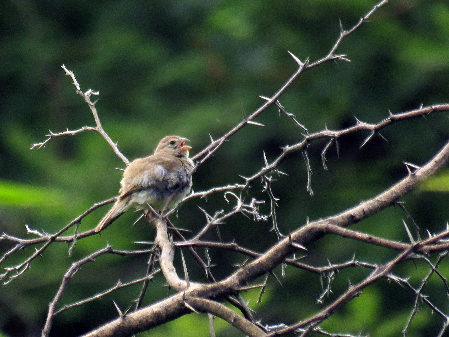 Dull-colored Grassquit - eBird