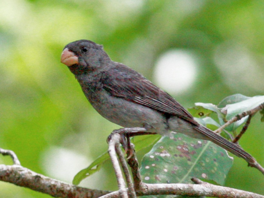 Gray Seedeater - eBird