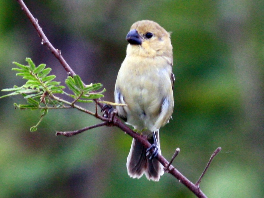 Grey Seedeater - eBird