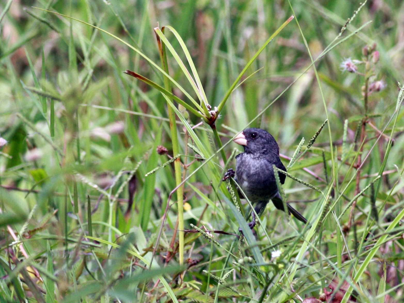 Grey Seedeater - eBird