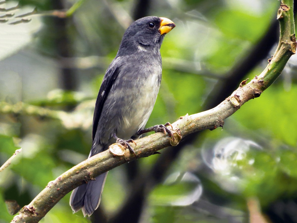 Gray Seedeater - Sporophila intermedia - Birds of the World