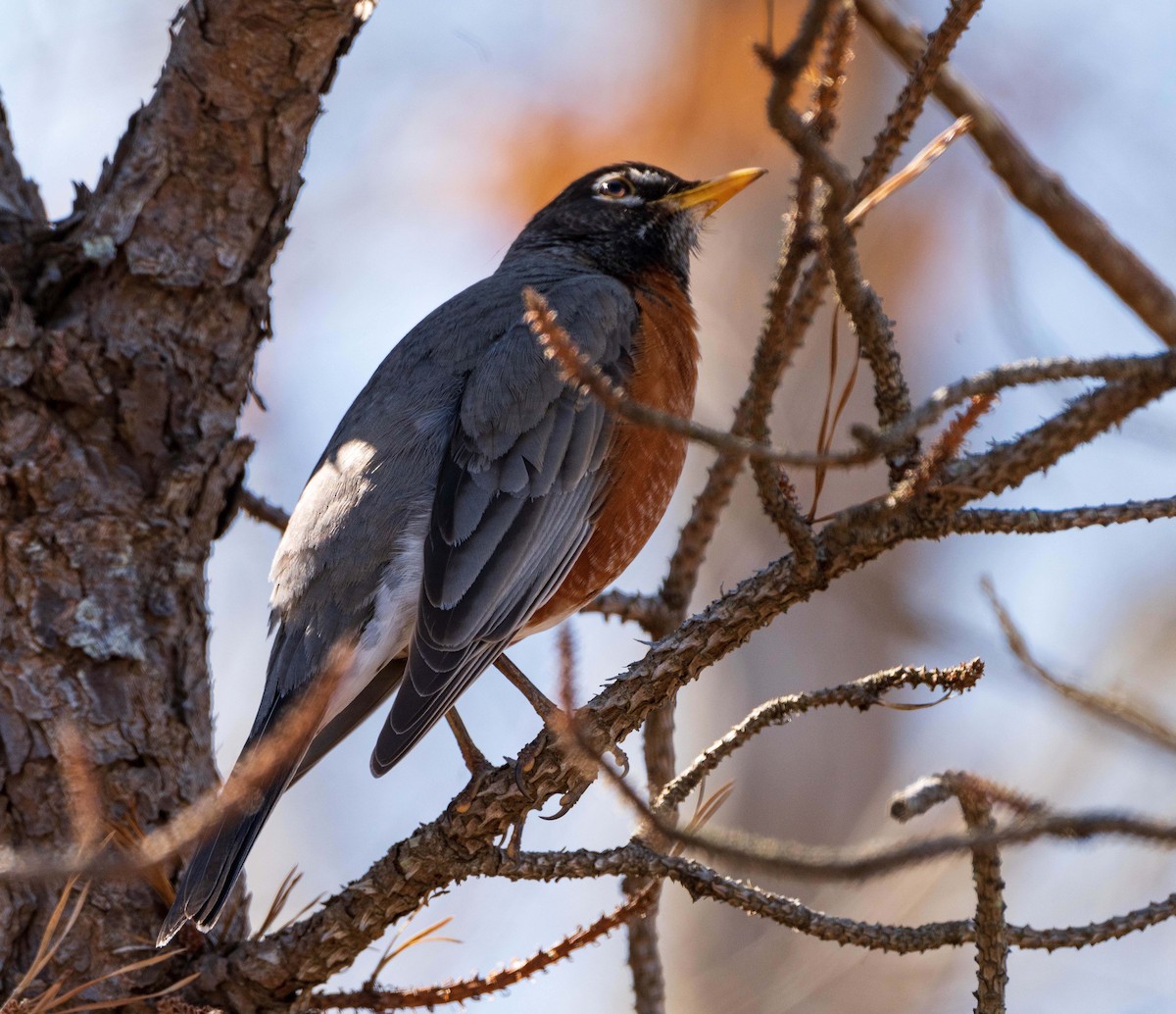 eBird Checklist - 30 Mar 2023 - East Hampton (Suffolk Co.) - 2 species