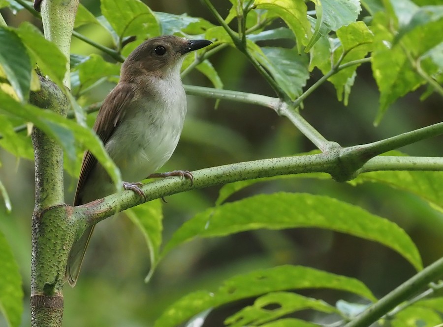 White-vented Whistler (Cebu) - eBird