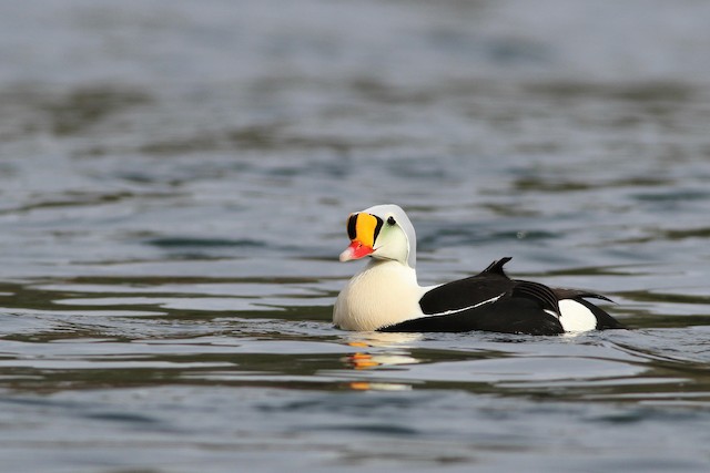 Mass Audubon eBird - Discover a new world of birding...