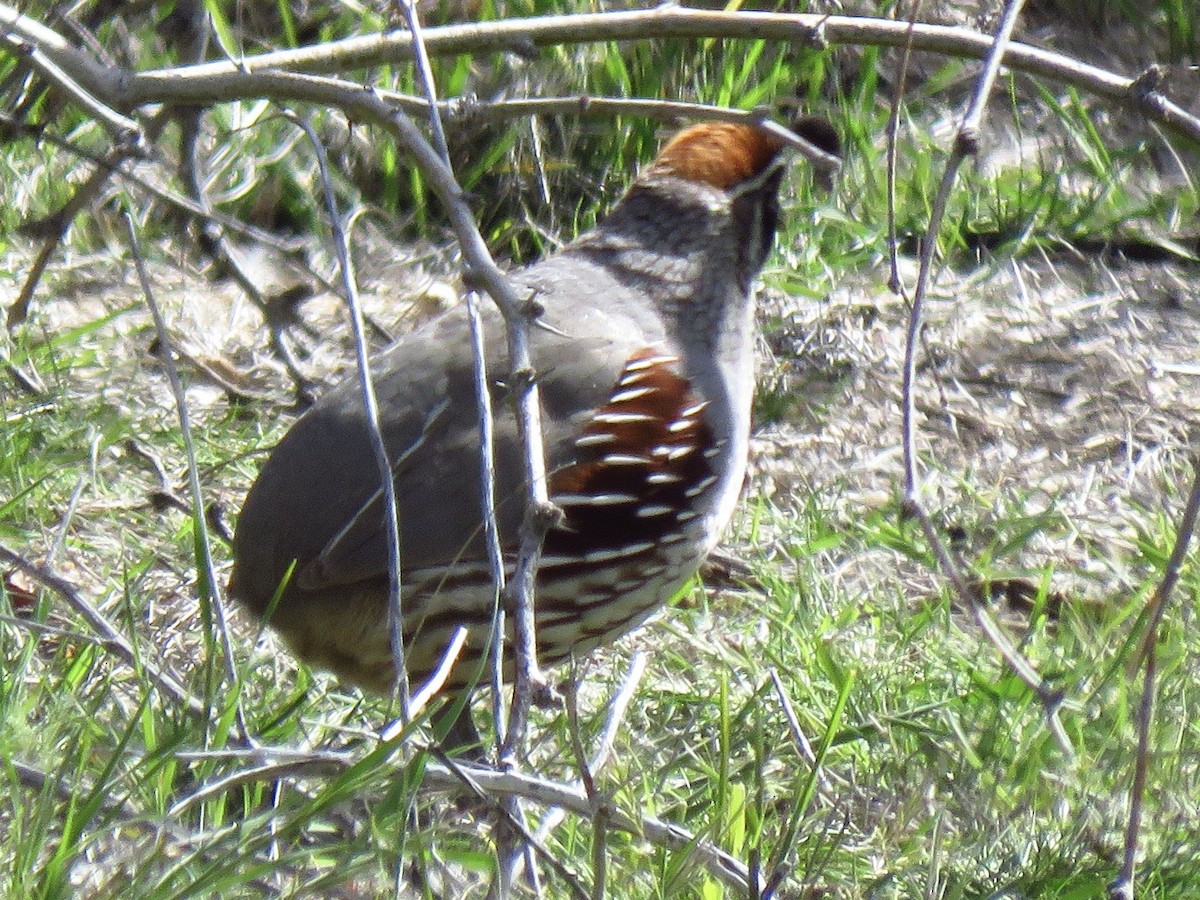 eBird Checklist - 30 Mar 2023 - Big Morongo Canyon Preserve - 41 ...