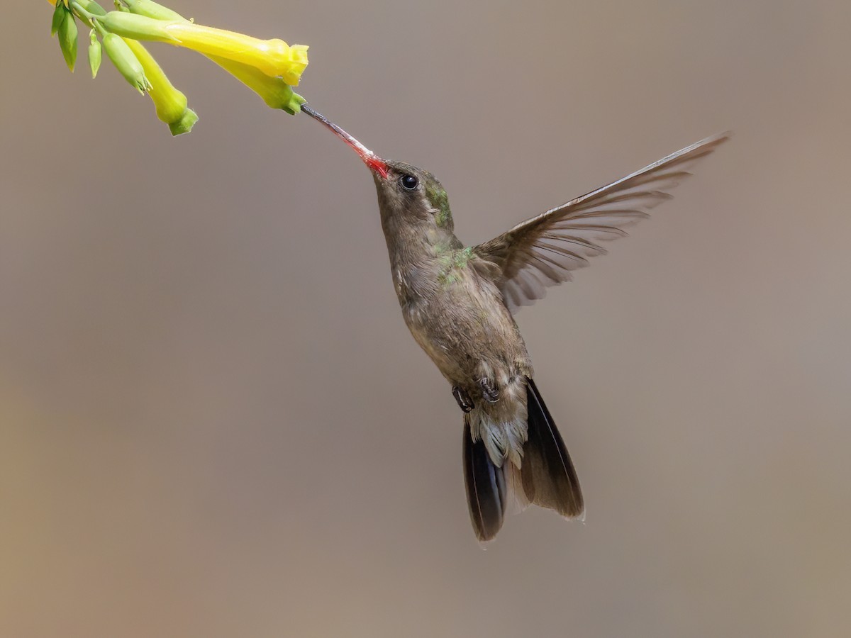 Dusky Hummingbird - Phaeoptila sordida - Birds of the World