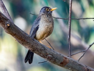 Austral Thrush - Turdus falcklandii - Birds of the World