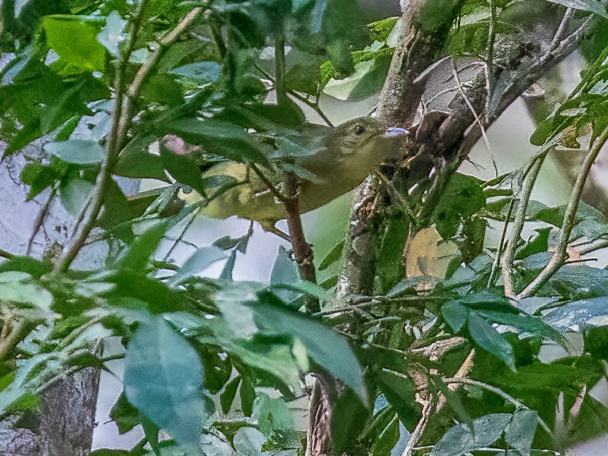 Xavier's Greenbul - Phyllastrephus xavieri - Birds of the World