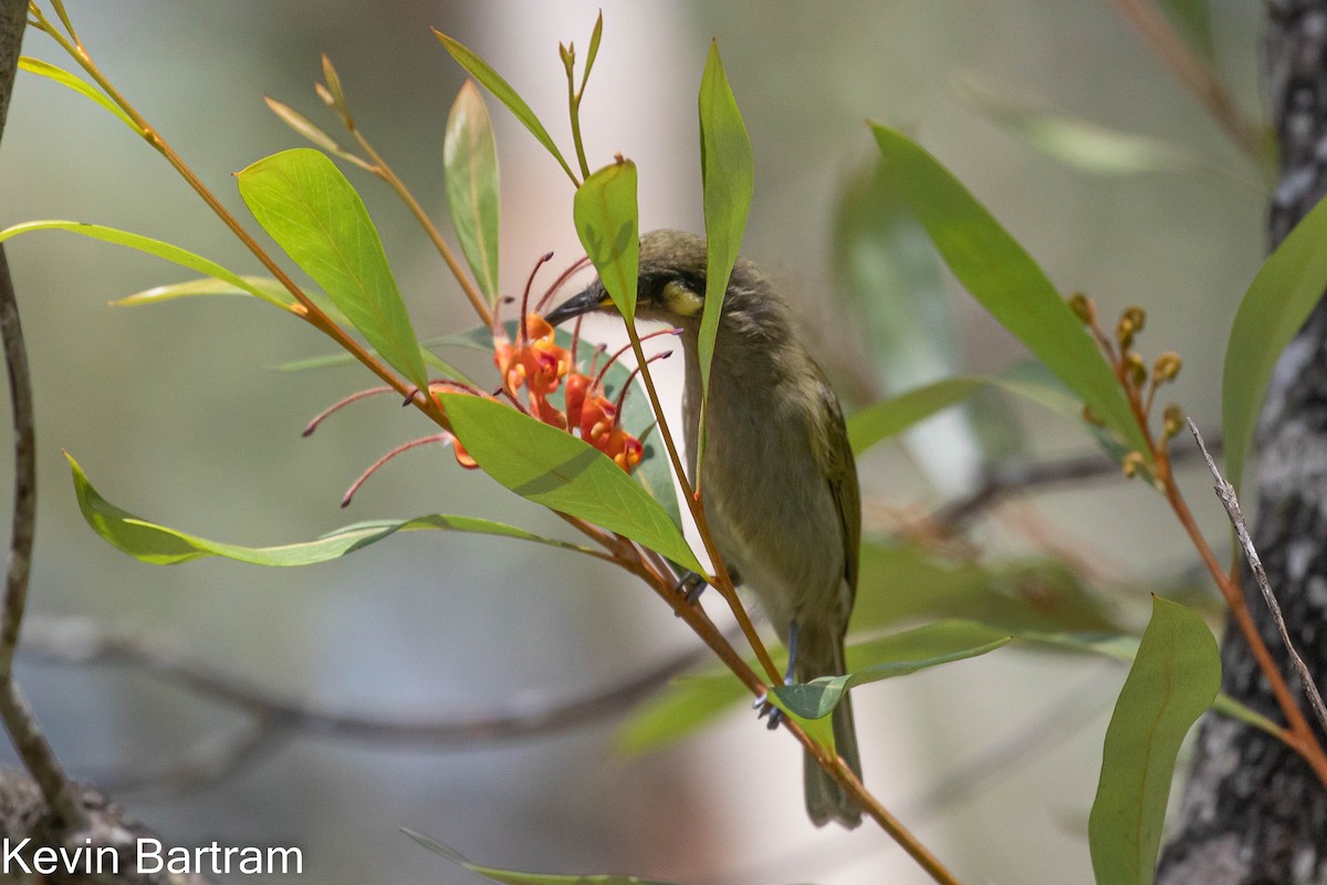 eBird Checklist - 10 Mar 2023 - Abattoir Swamp--Julatten - 13 species