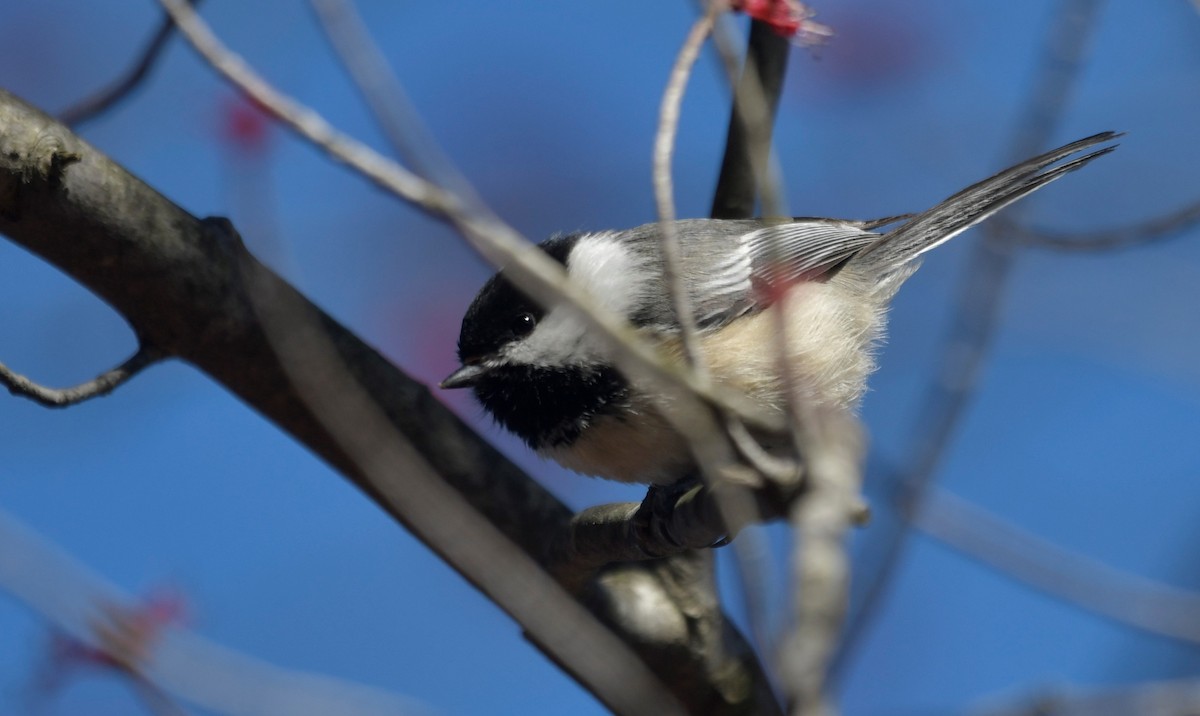 eBird Checklist - 30 Mar 2023 - Silver Lake Park/Nature Center - 39 ...