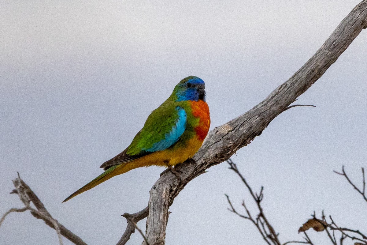 eBird Australia Checklist - 30 Mar 2023 - Gluepot Reserve—Track 8 at ...
