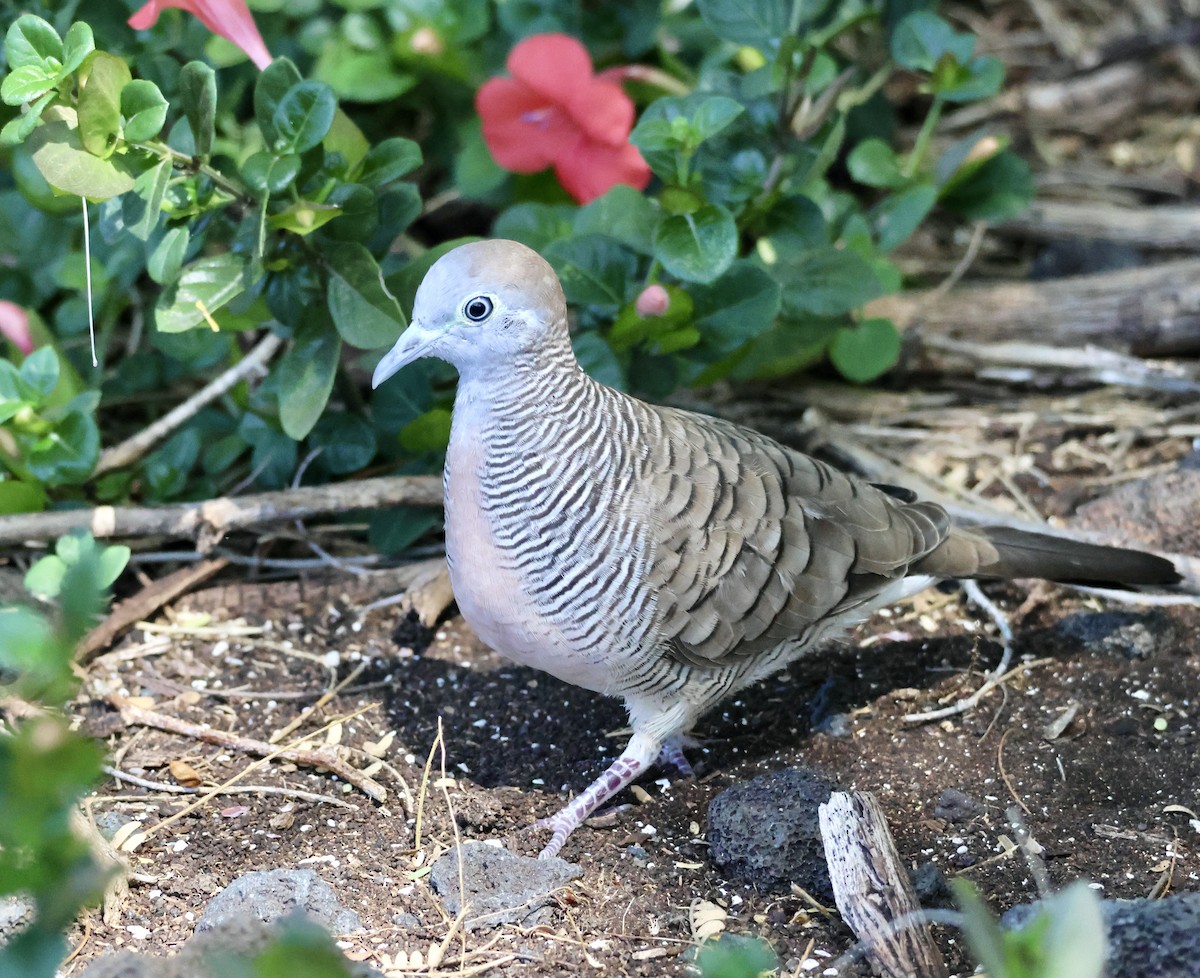 eBird Checklist - 30 Mar 2023 - Kaloko-Honokōhau NHP--ʻAimakapā Pond ...