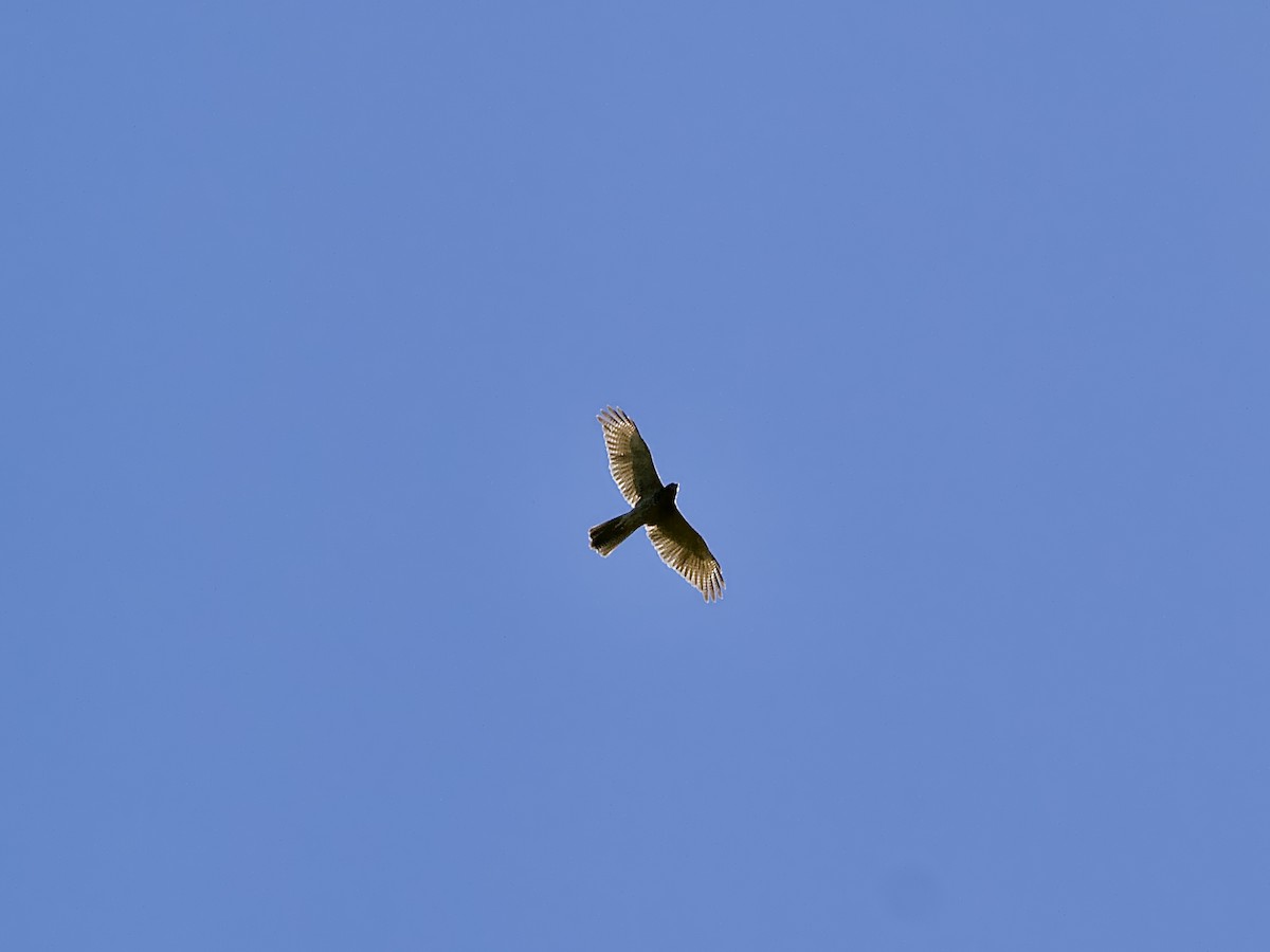 eBird Checklist - 31 Mar 2023 - Pelaw Main loop trail, Richmond Vale ...