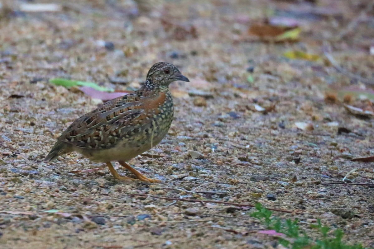 eBird Checklist - 18 Mar 2023 - Mulgrave Reserve - 8 species