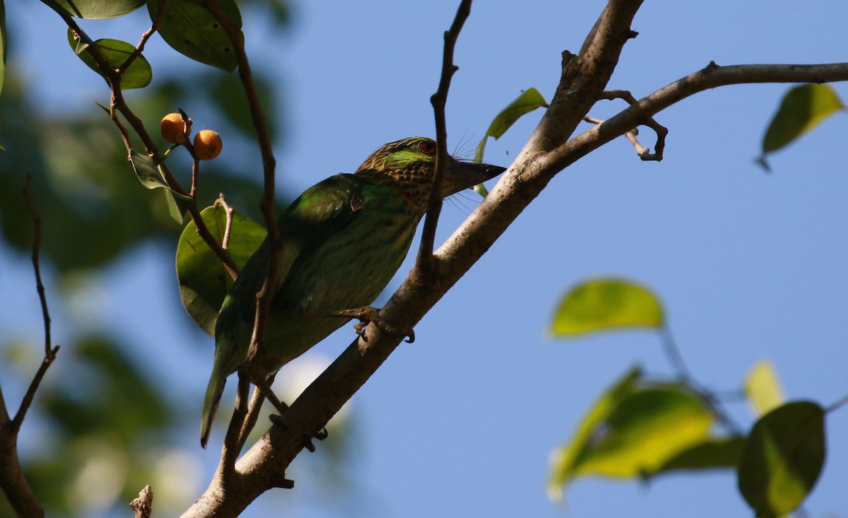eBird Checklist - 23 Feb 2023 - Khao Yai NP--Pha Kluai Mai - 18 species