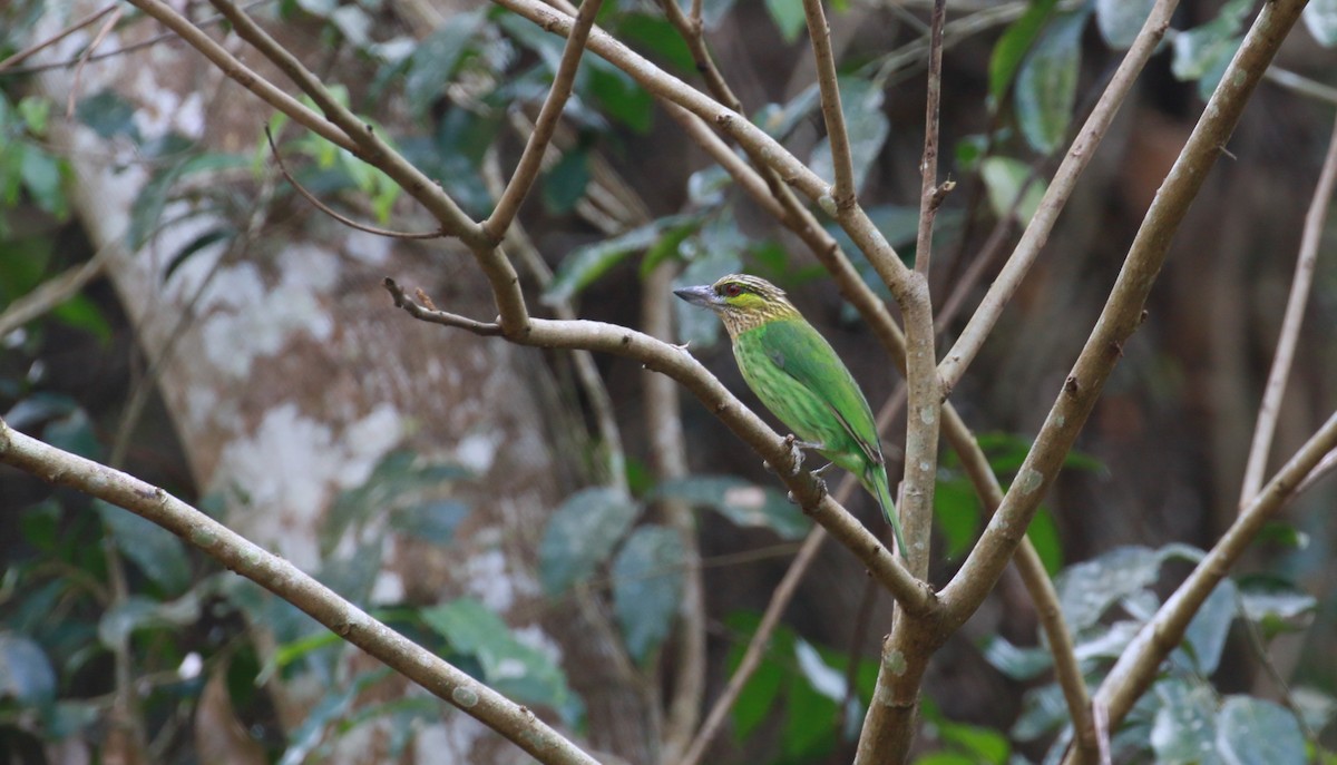 eBird Checklist - 23 Feb 2023 - Khao Yai NP--Haew Suwat Waterfall - 9 ...