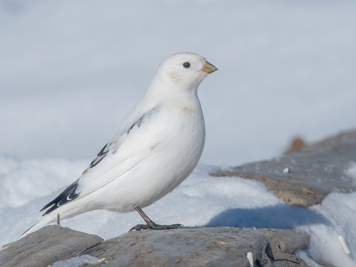 McKay's Bunting - Plectrophenax hyperboreus - Birds of the World