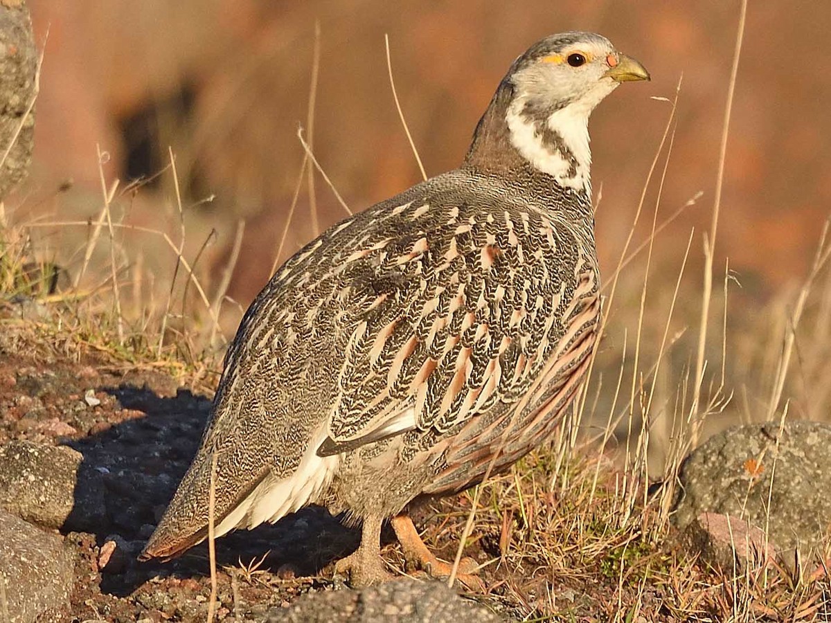 Caucasian Snowcock - Tetraogallus caucasicus - Birds of the World