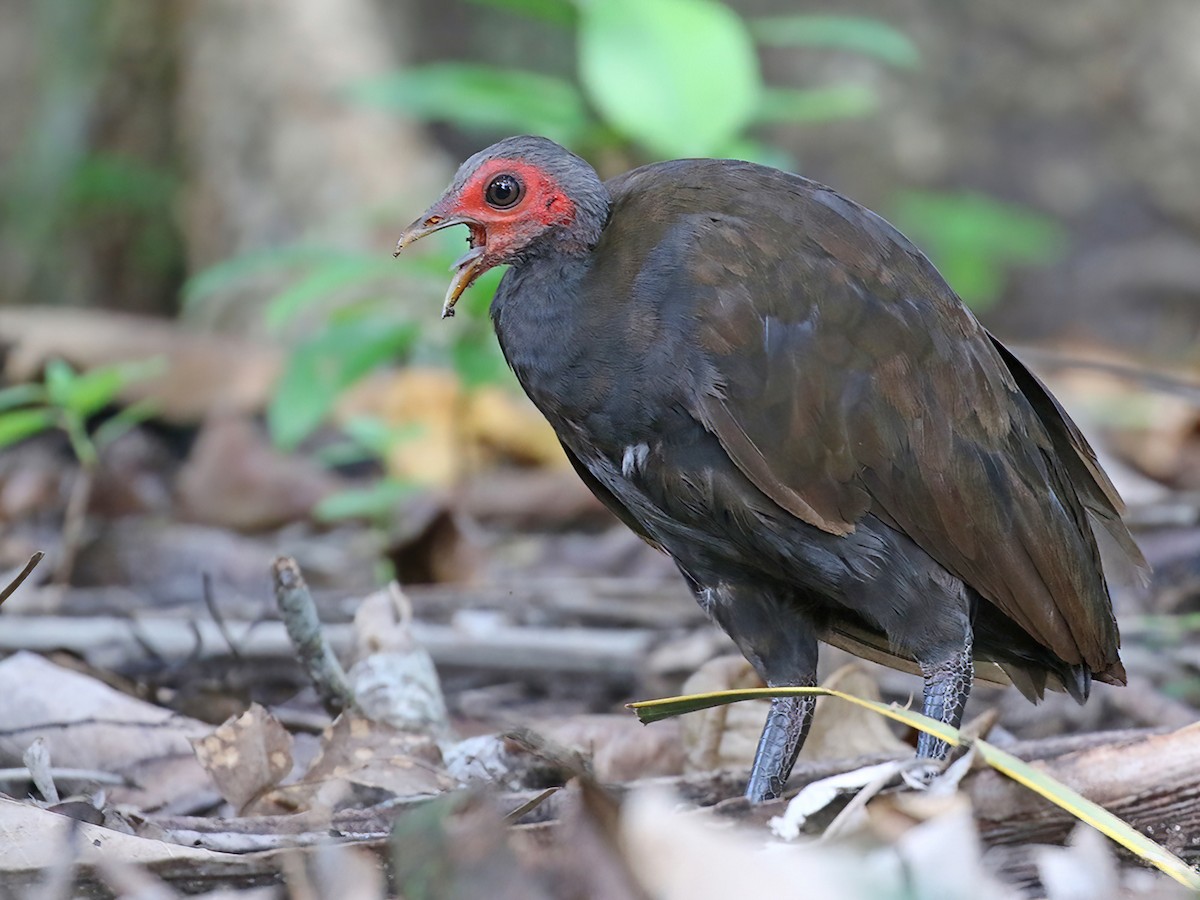 Philippine Megapode - Megapodius cumingii - Birds of the World