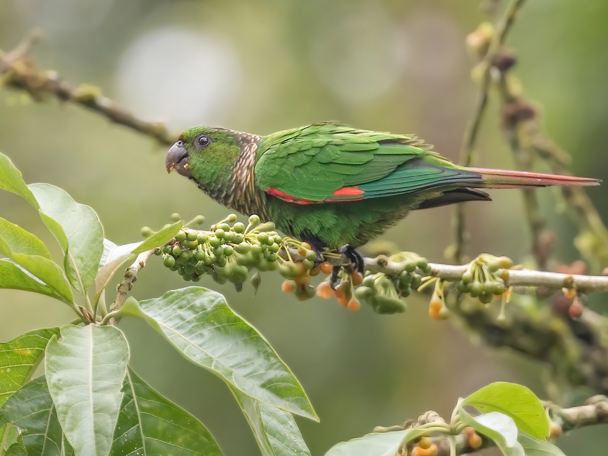 Maroon-tailed Parakeet - Pyrrhura melanura - Birds of the World