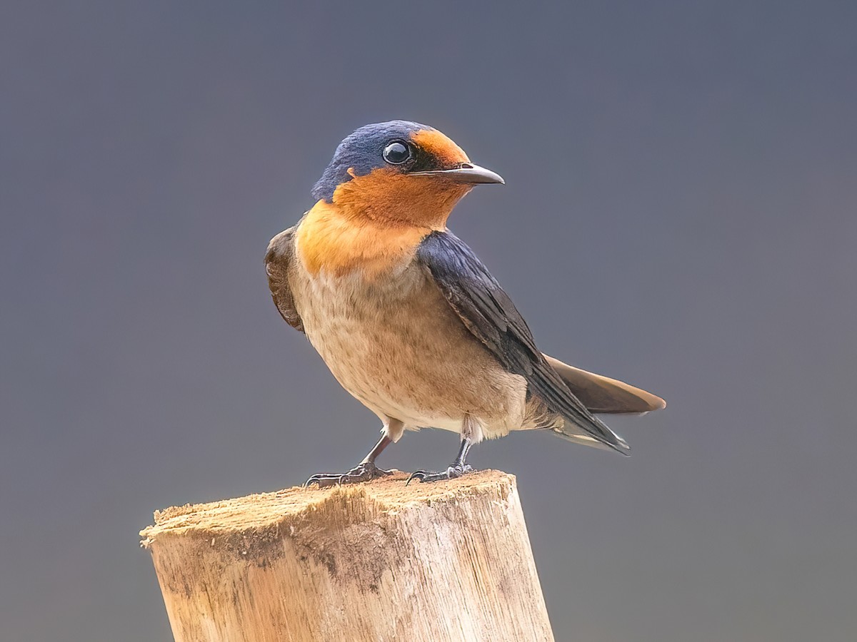 Pacific Swallow - Hirundo tahitica - Birds of the World