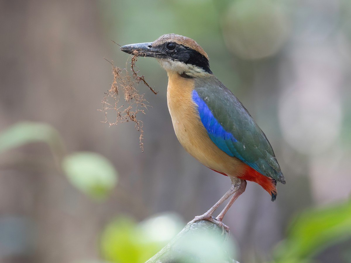 Mangrove Pitta - Pitta megarhyncha - Birds of the World