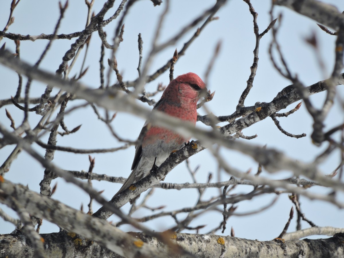 eBird Checklist - 30 Mar 2023 - Moosonee - 7 species