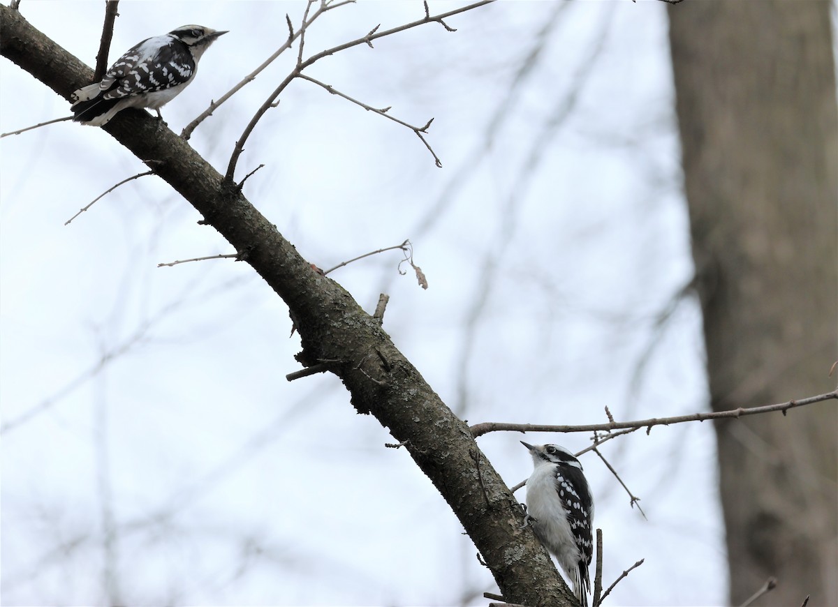 eBird Checklist - 31 Mar 2023 - Seager Park - 29 species