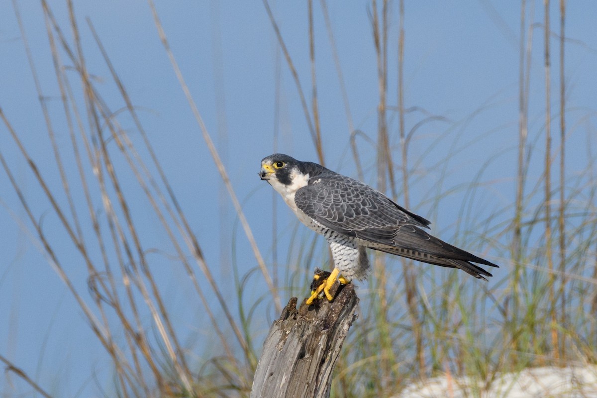 ML551870991 - Peregrine Falcon - Macaulay Library