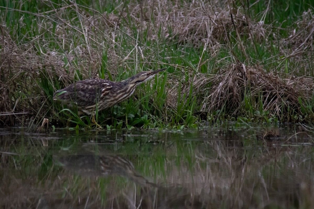 eBird Checklist - 31 Mar 2023 - Lake Roland - 52 species