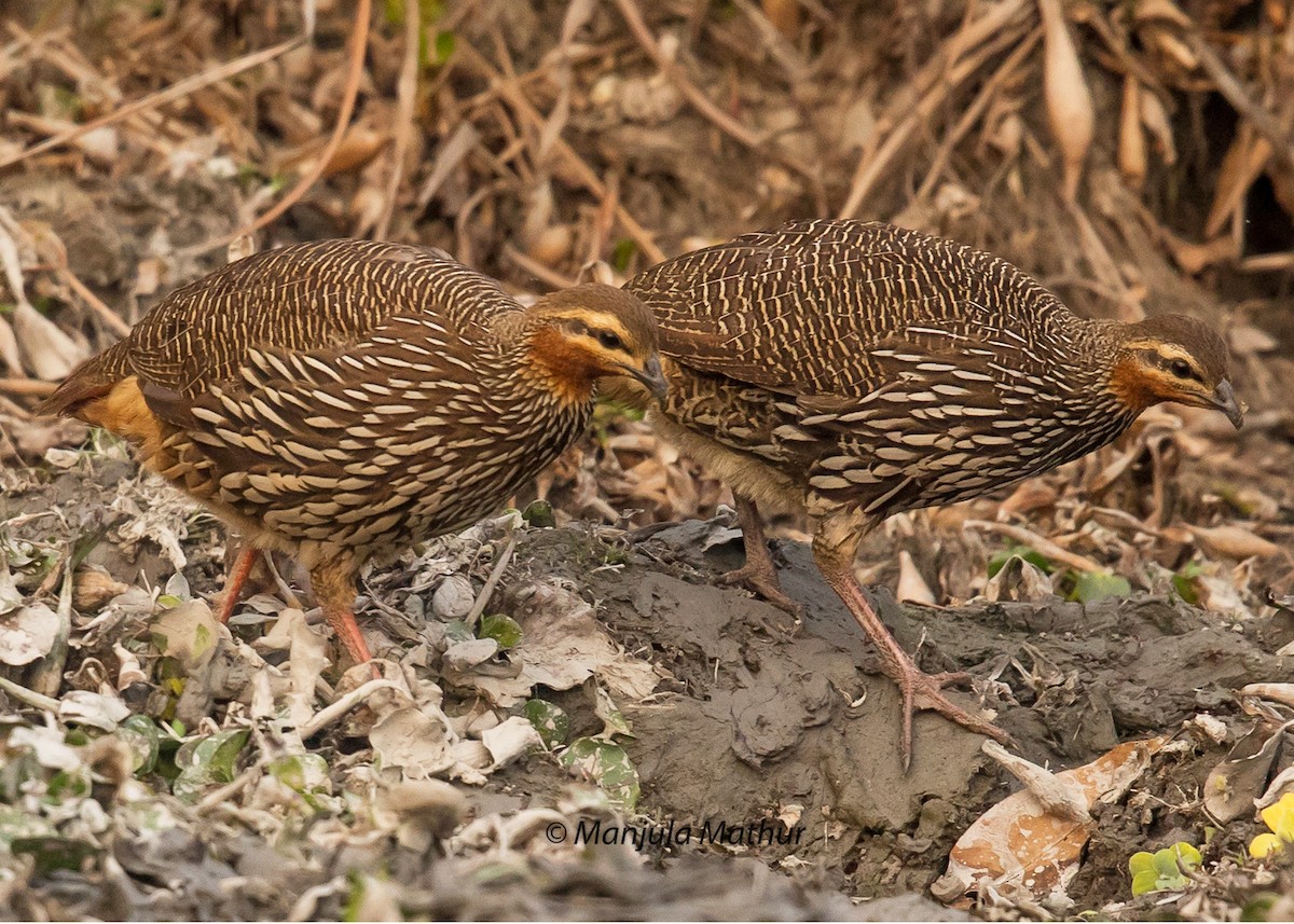 ML552010481 - Swamp Francolin - Macaulay Library