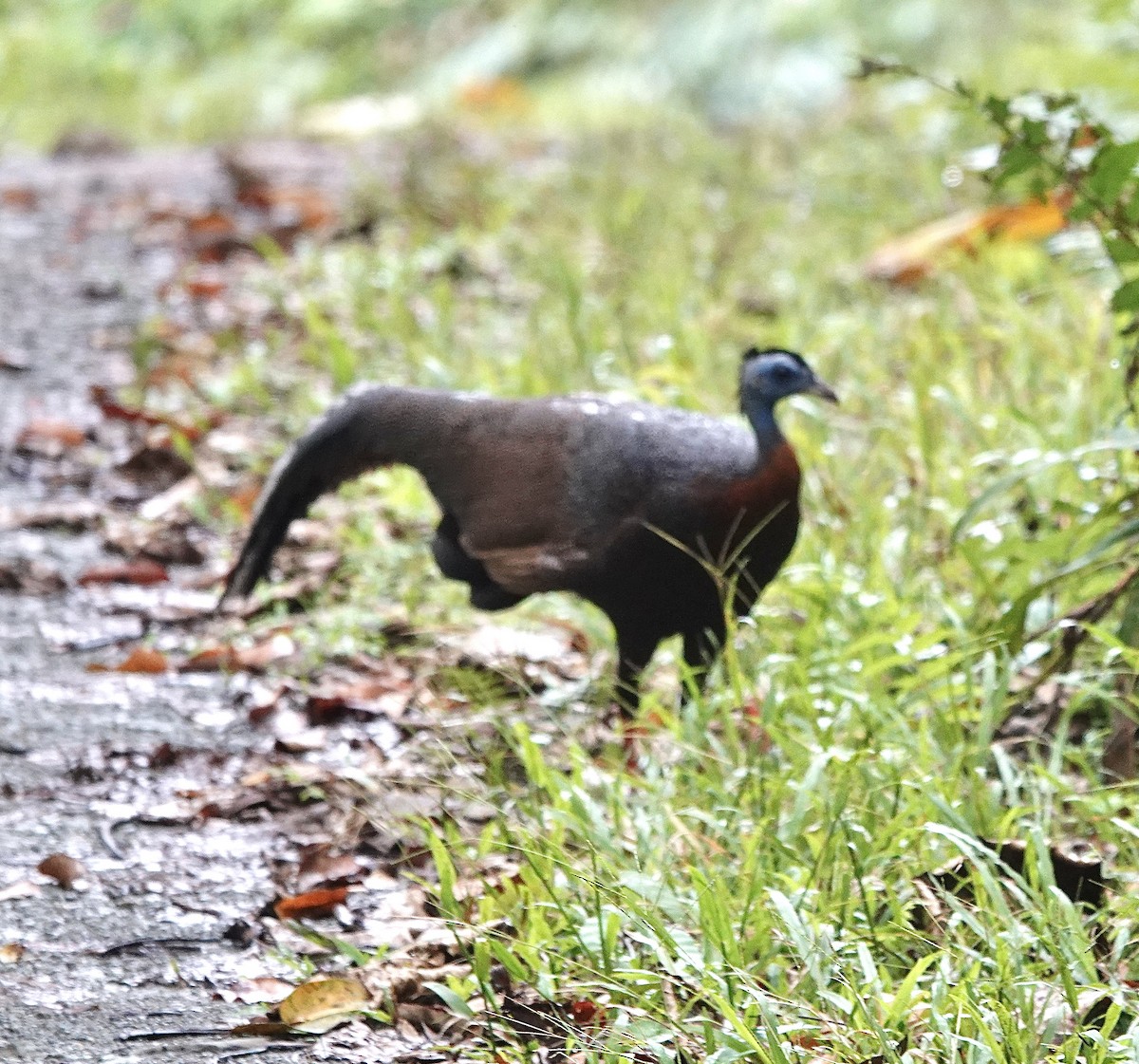 eBird Checklist - 20 Mar 2023 - Danum Valley Field Centre (DVFC) - 32 ...