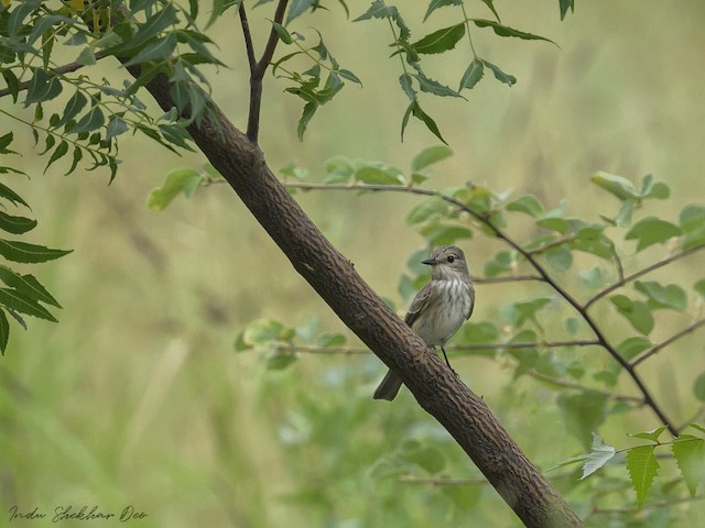 News - eBird India