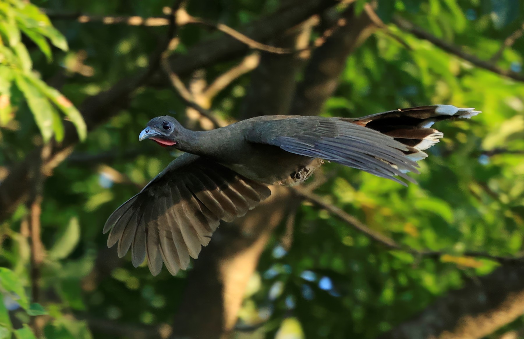 Rufous-vented Chachalaca (Rufous-vented) - eBird