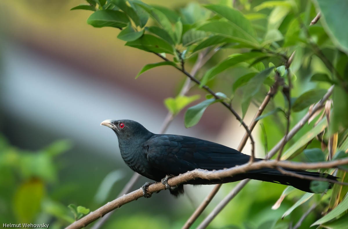 eBird Checklist - 28 Mar 2023 - Hong Kong Zoological and Botanical ...