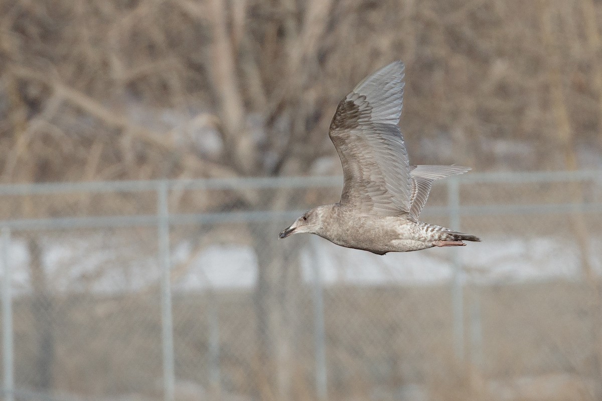 eBird Canada Checklist - 1 Apr 2023 - Calgary--Rotary/Mattamy Wetlands ...