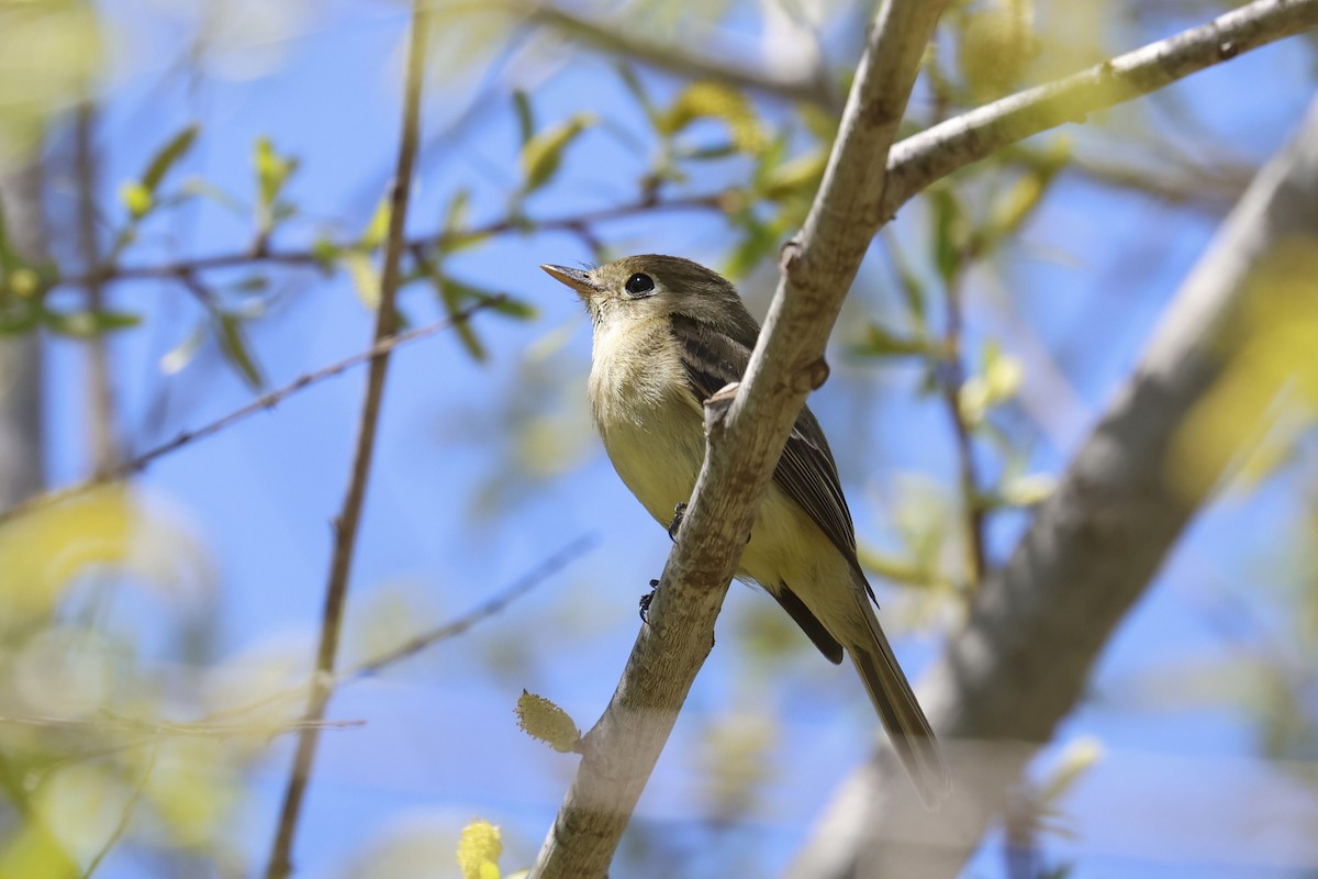 eBird Checklist - 1 Apr 2023 - Chrisanta Drive riparian (formerly La ...