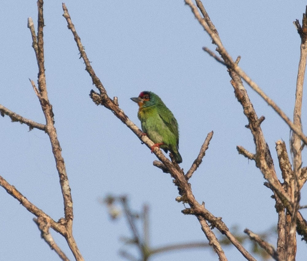 ML552255111 - Crimson-fronted Barbet - Macaulay Library