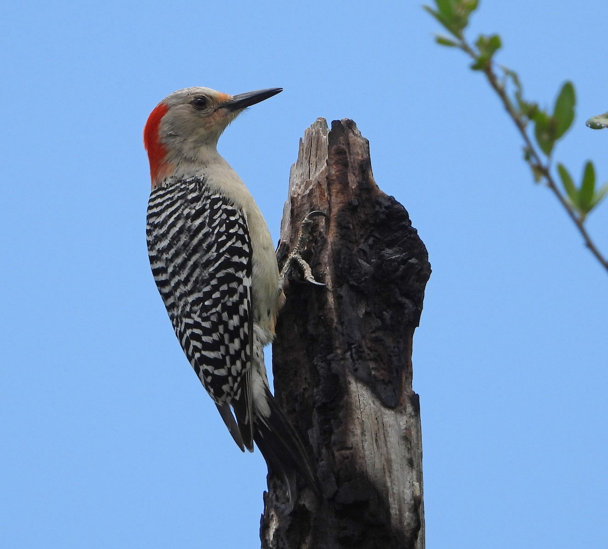 eBird Checklist - 1 Apr 2023 - Frenchman's Forest Nature Preserve - 8 ...