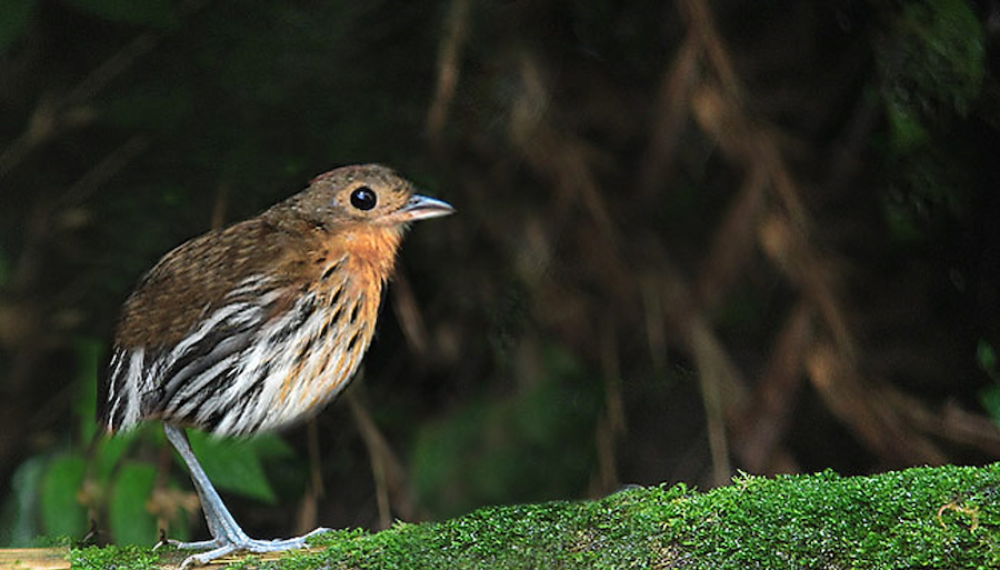 Elusive Antpitta - eBird